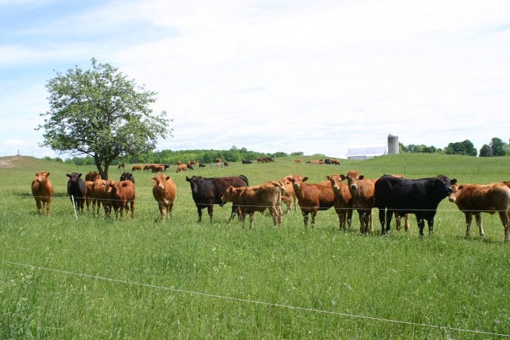 Guindon Farms Beef (Local) | Lakeshore Depot - Local and Regional Foods