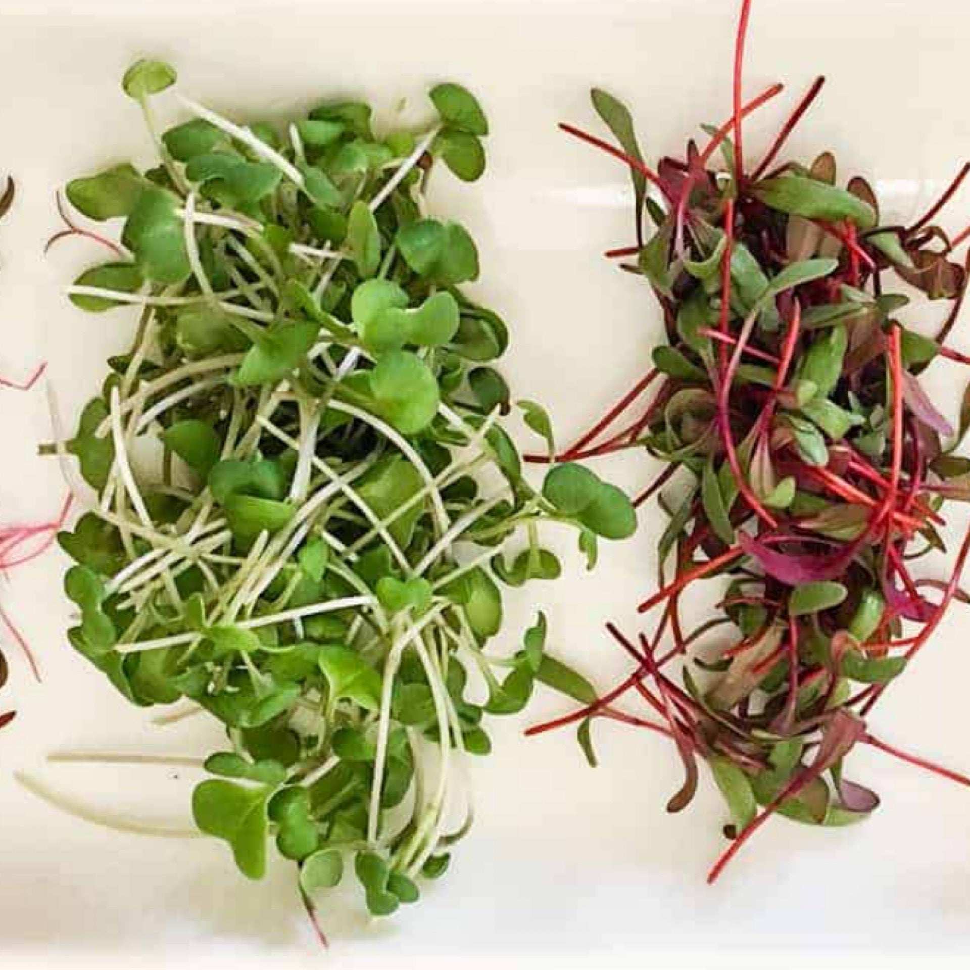 Microgreens and Sprouts | Lakeshore Depot - Local and Regional Foods